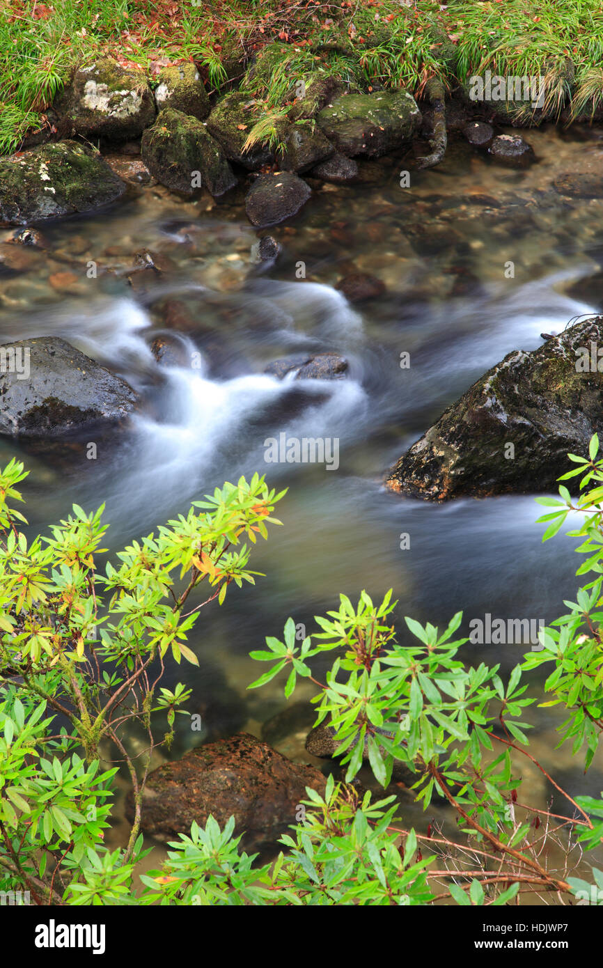 Woodland stream burn scotland hi-res stock photography and images - Alamy