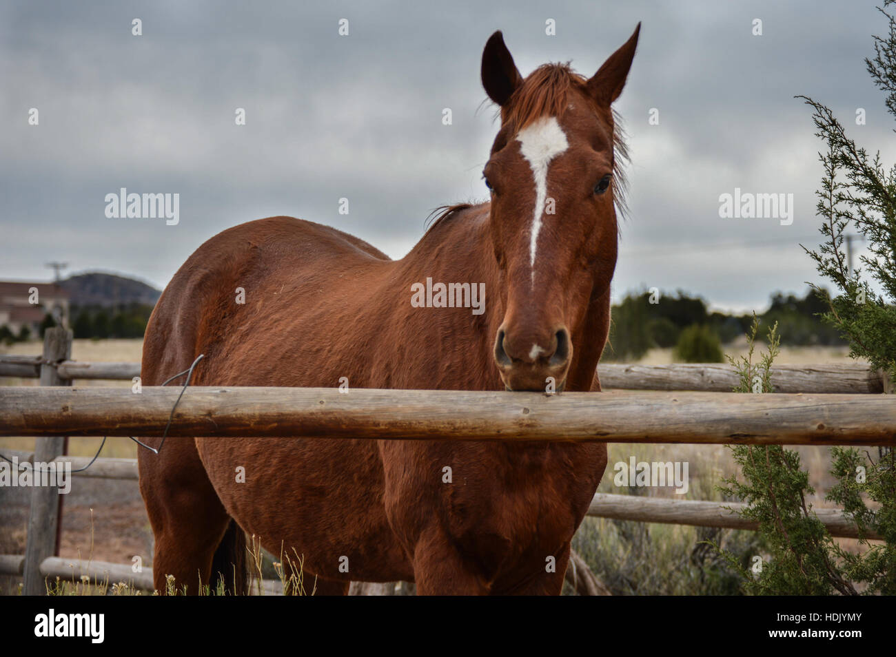 Horse up hi-res stock photography and images - Alamy