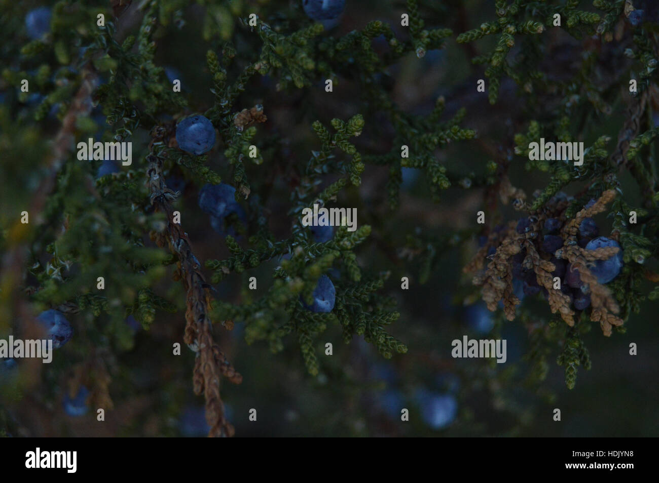 Close up Juniper Bush Stock Photo - Alamy
