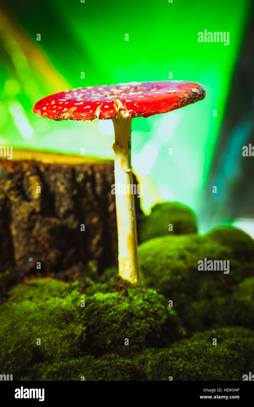 beautiful red with white spots mushroom on moss Stock Photo - Alamy