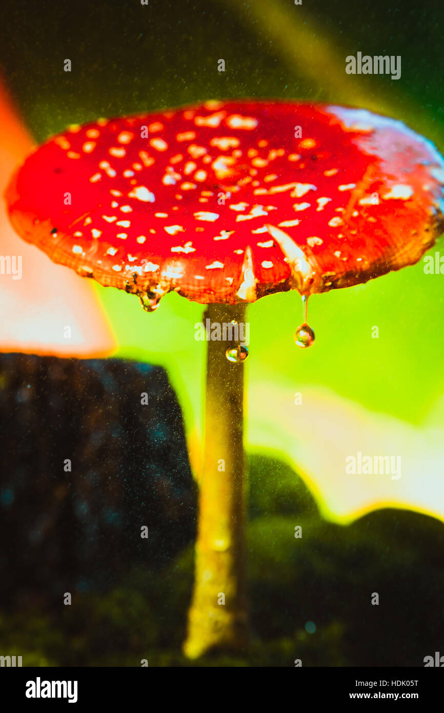 beautiful red with white spots mushroom on moss Stock Photo - Alamy