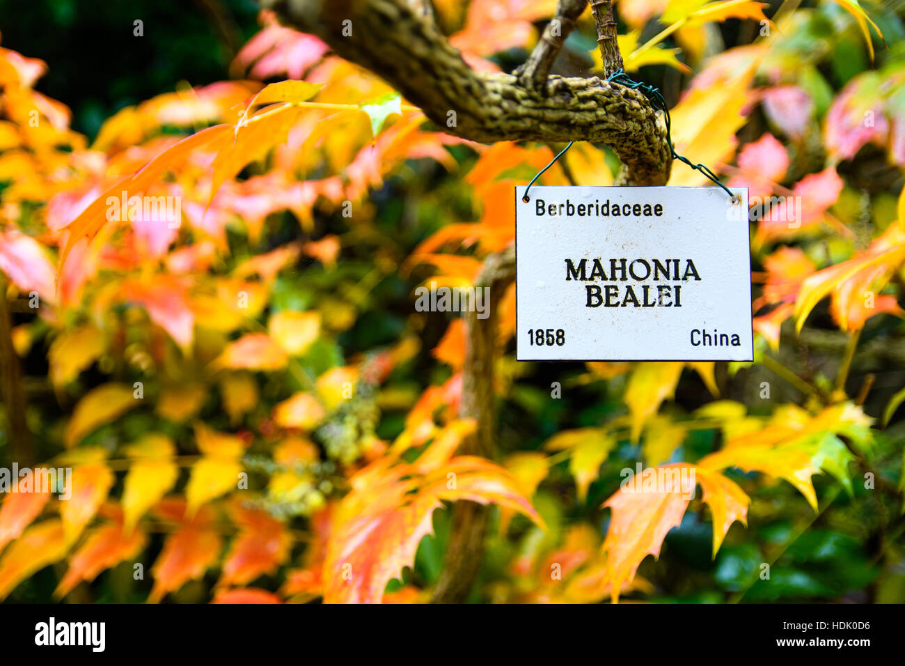 Beale's barberry (Mahonia Bealei) shrub. Shrub or small tree in the ...