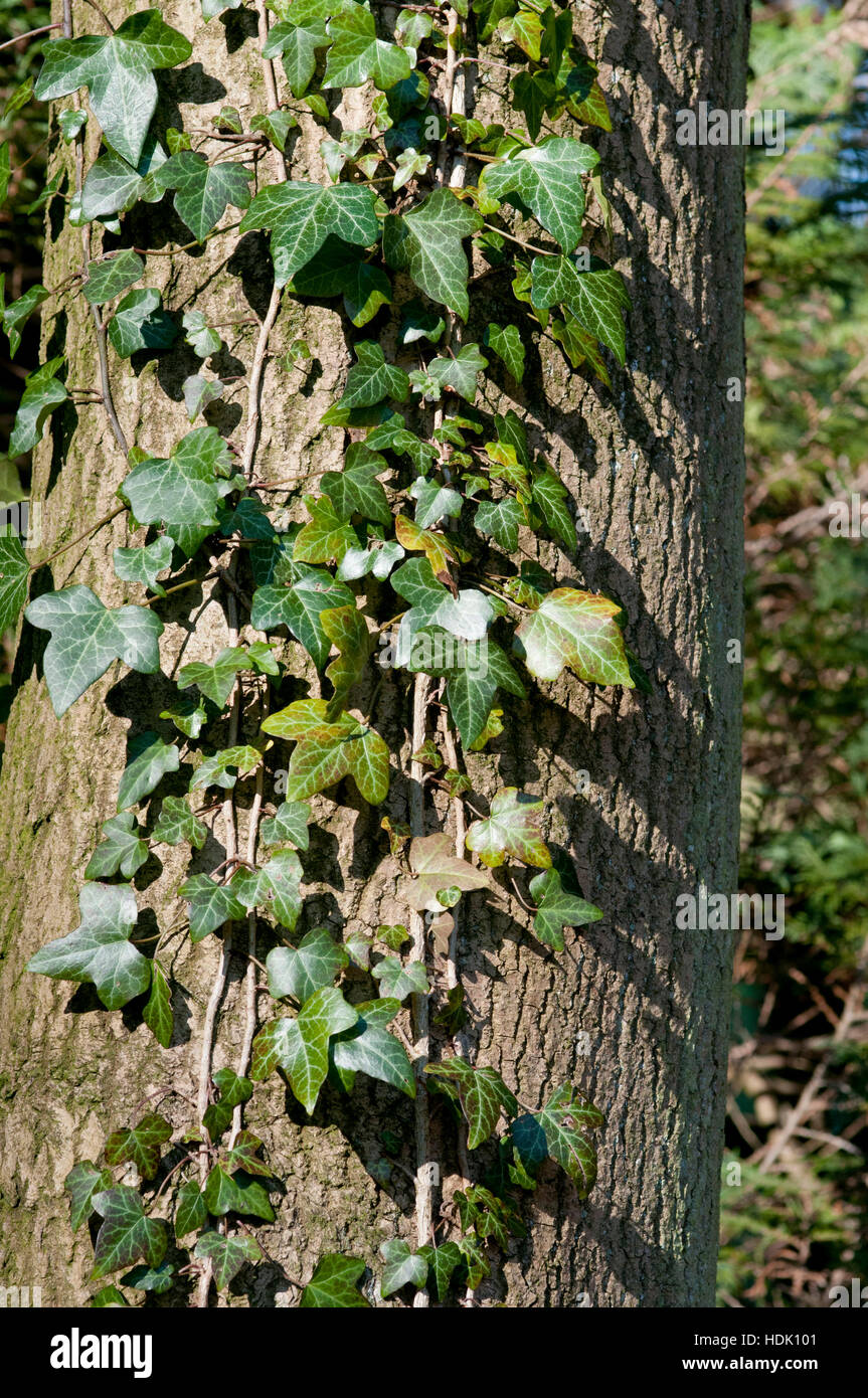HEDERA HELIX CLIMBING TREE TRUNK Stock Photo - Alamy