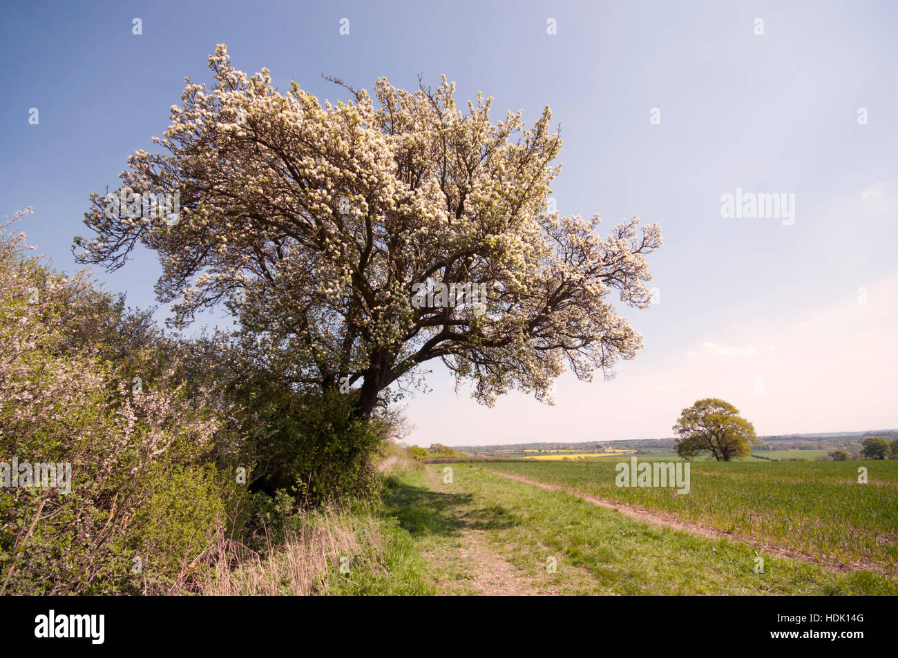 Pyrus communis hi-res stock photography and images - Alamy