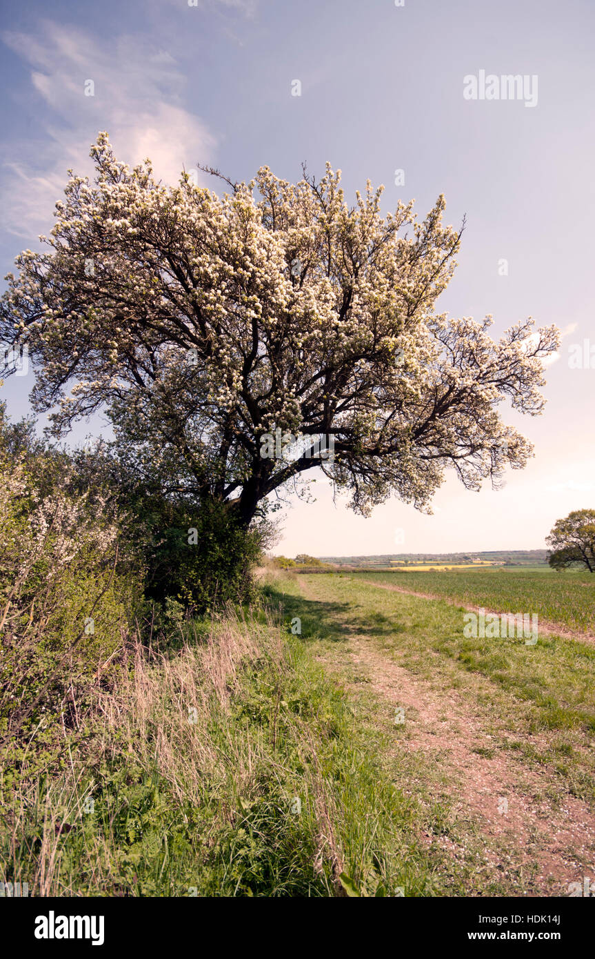 PYRUS COMMUNIS CUBBINGTON PEAR IN BLOSSOM Stock Photo - Alamy