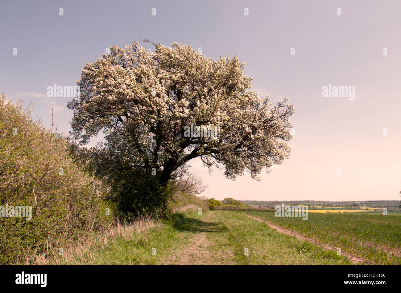 The wild pear tree hi-res stock photography and images - Alamy