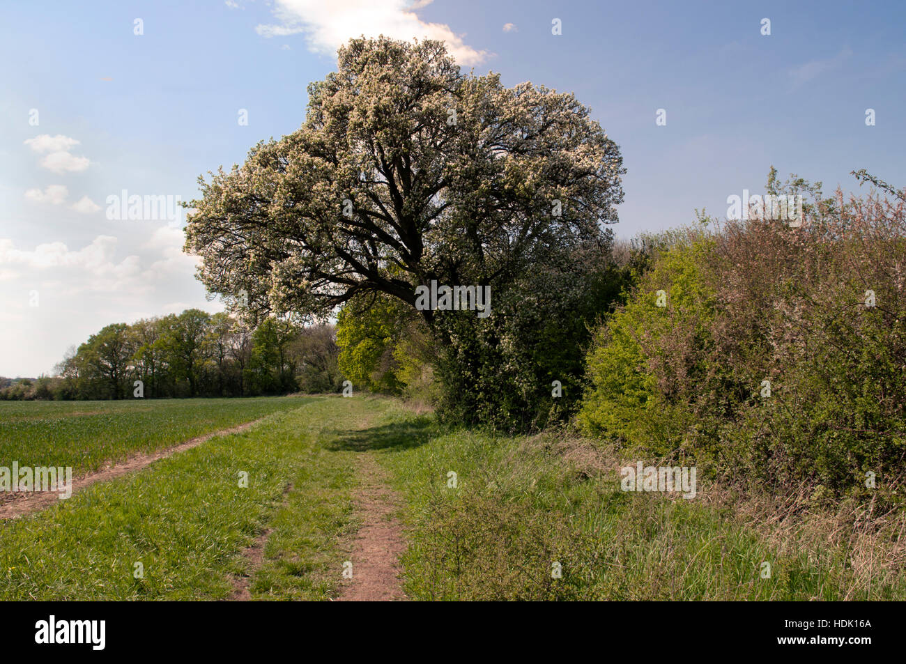 PYRUS COMMUNIS CUBBINGTON PEAR IN BLOSSOM Stock Photo - Alamy