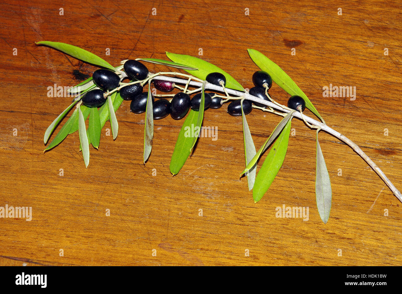 Oleaster hi-res stock photography and images - Alamy