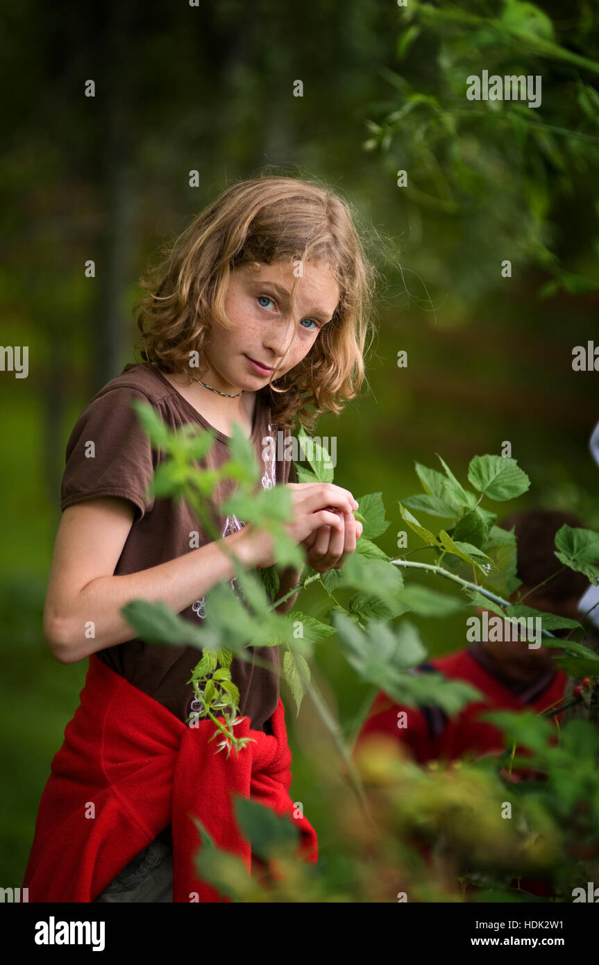 girl picking fresh wild raspberries Stock Photo - Alamy