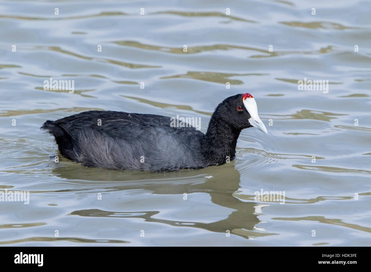 crested coot or red-knobbed coot (Fulica cristata) adult swimming on ...