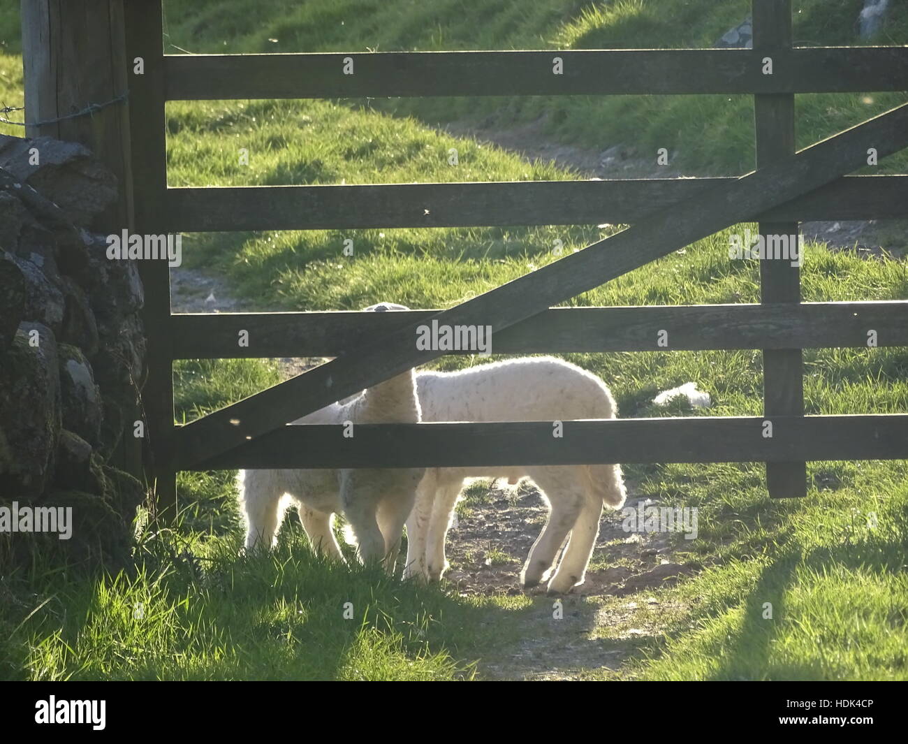 Wood gate sheep hi-res stock photography and images - Alamy
