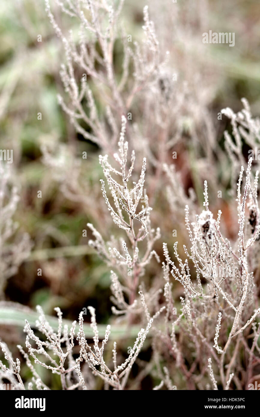 Hoarfrost plants hi-res stock photography and images - Alamy