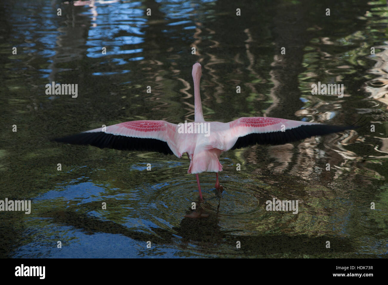 Flamingo wings hi-res stock photography and images - Alamy