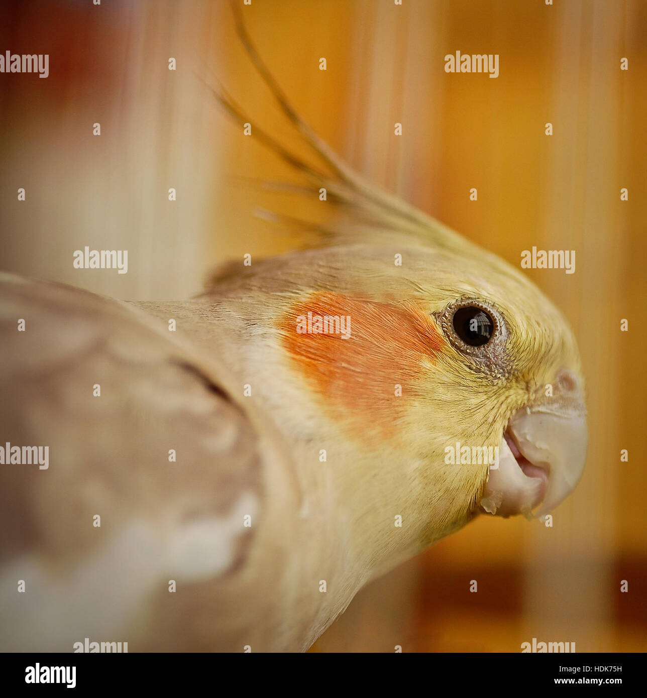 Cockatiel bird close up Stock Photo - Alamy