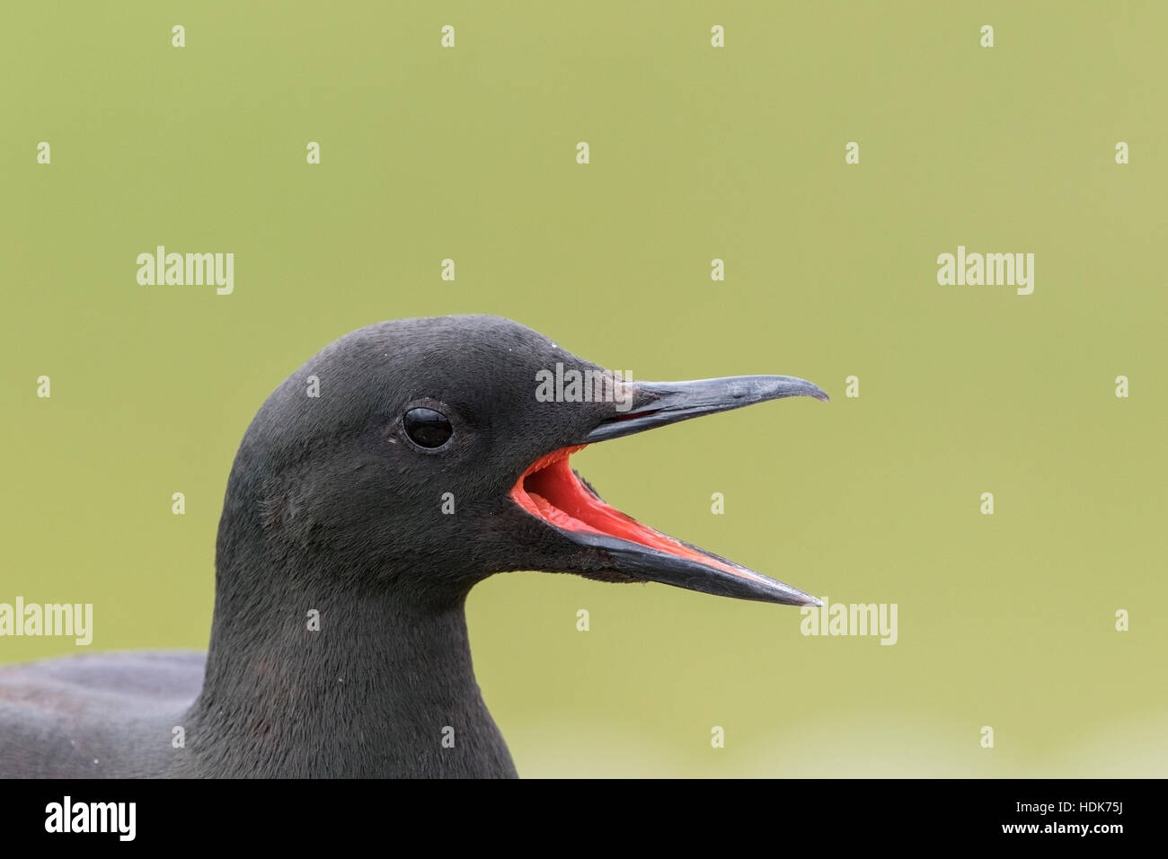 black guillemot (Cepphus grylle) adult in breeding season, Iceland ...