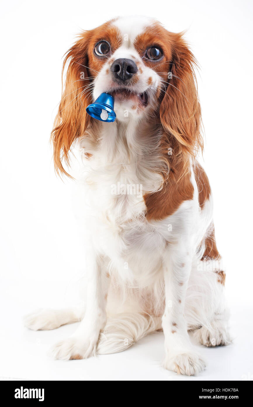 Christmas dog with bell. Dog in studio. Cavalier king charles spaniel ...