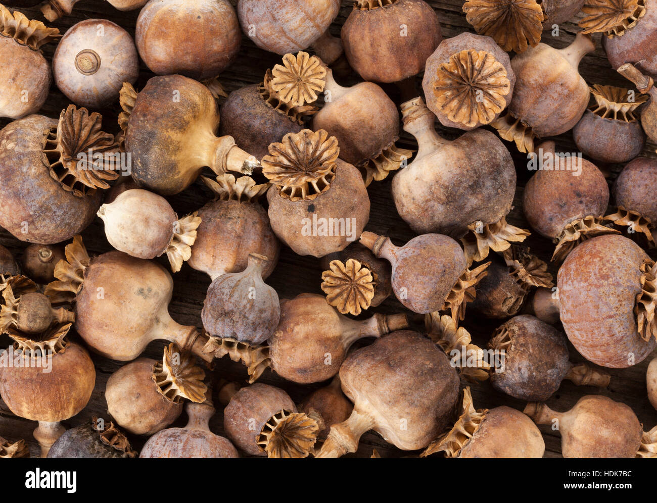 Background of dried papaver somniferum poppy capsules Stock Photo - Alamy