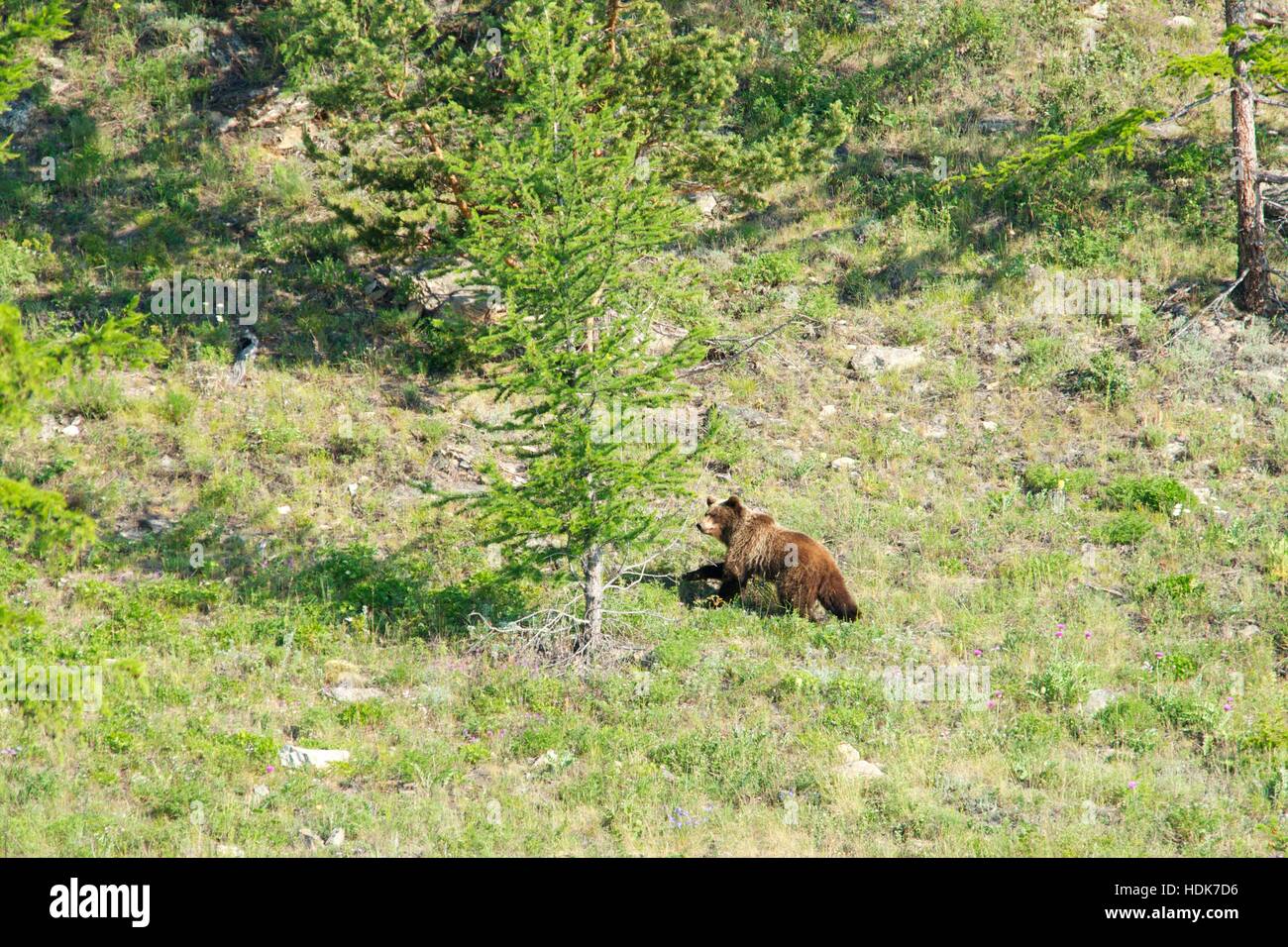 wild little Brown Bear, Ursus arctos, up the hill Stock Photo - Alamy