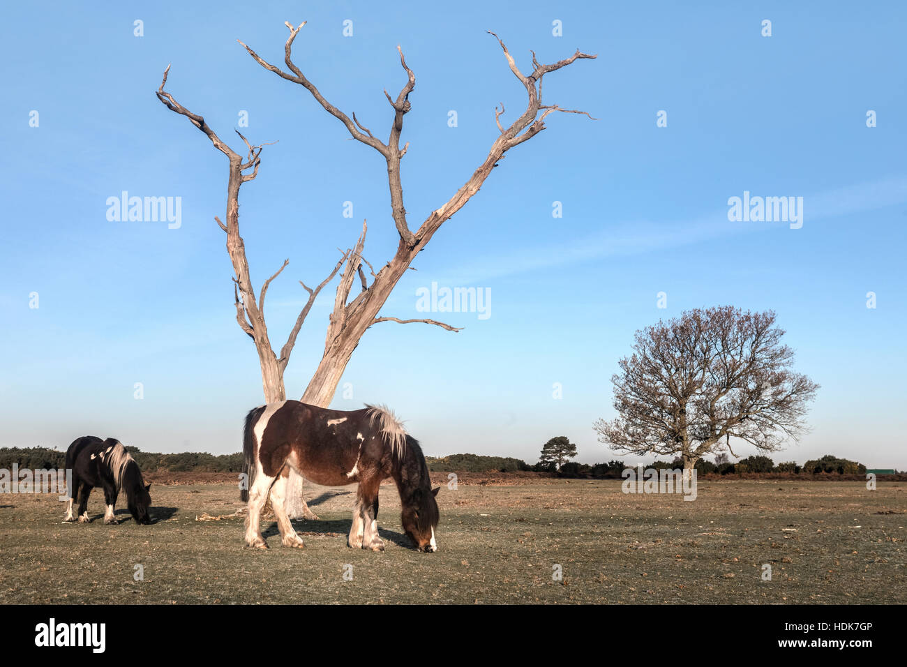 Ponies under tree hi-res stock photography and images - Alamy