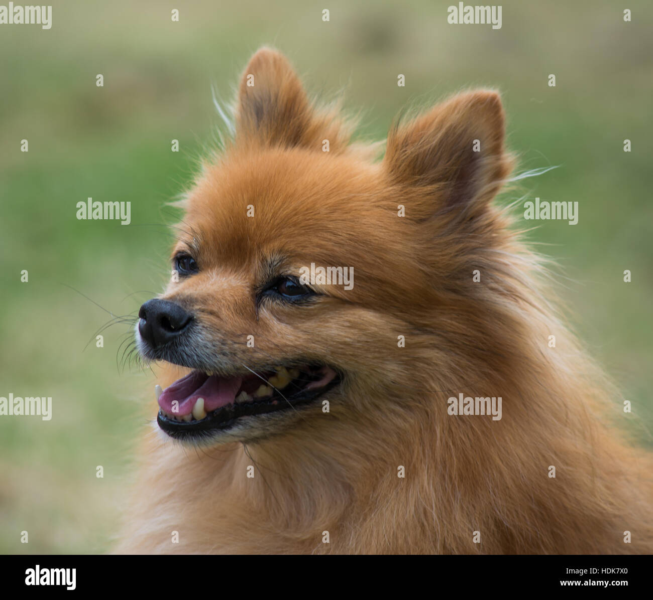 Pomeranian dog portrait hi-res stock photography and images - Alamy