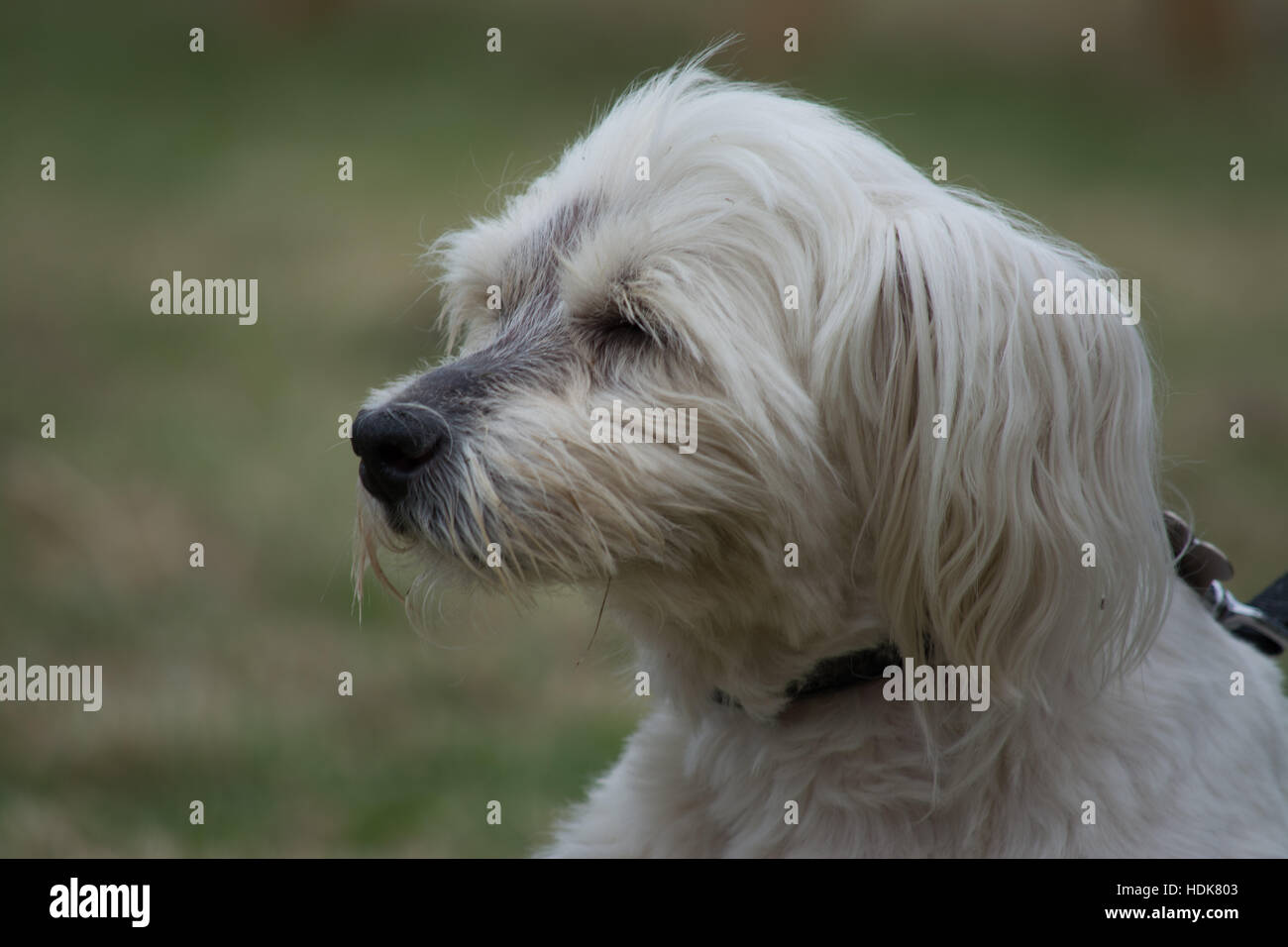 Maltese terrier hi-res stock photography and images - Alamy