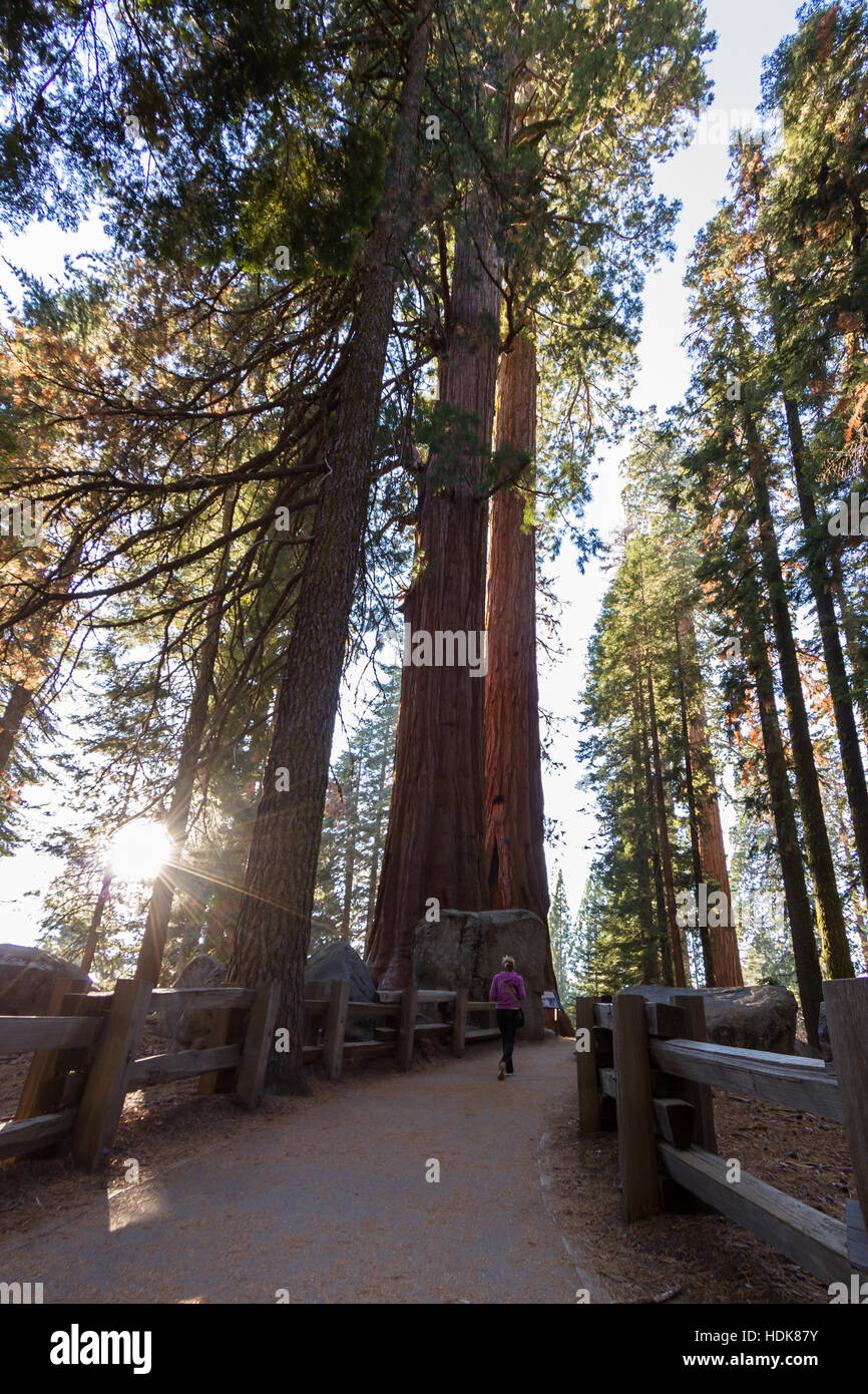 Giant sequoia trees sun hi-res stock photography and images - Alamy