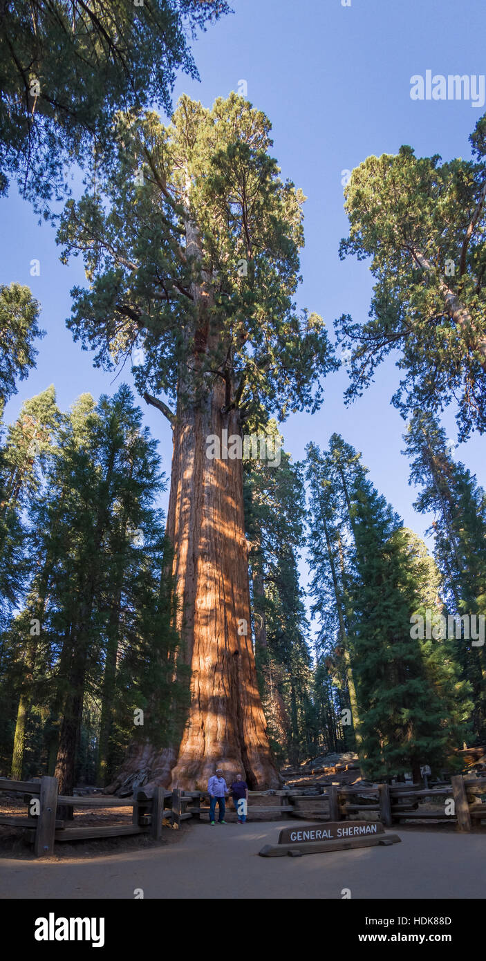 General Sherman Tree Hi Res Stock Photography And Images Alamy