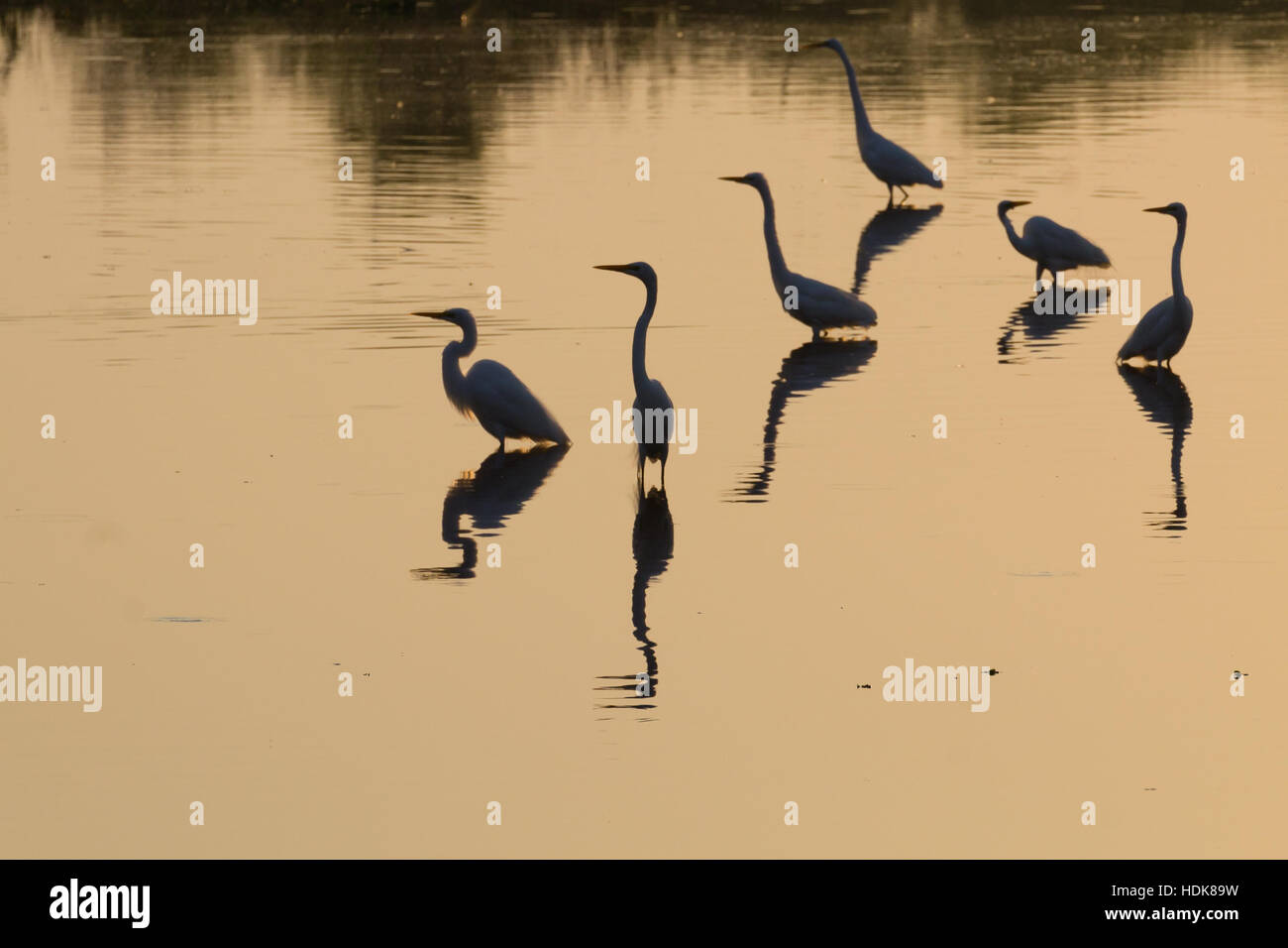 Birds reflected on water from Pantanal, Brazil. Brazilian wildlife ...