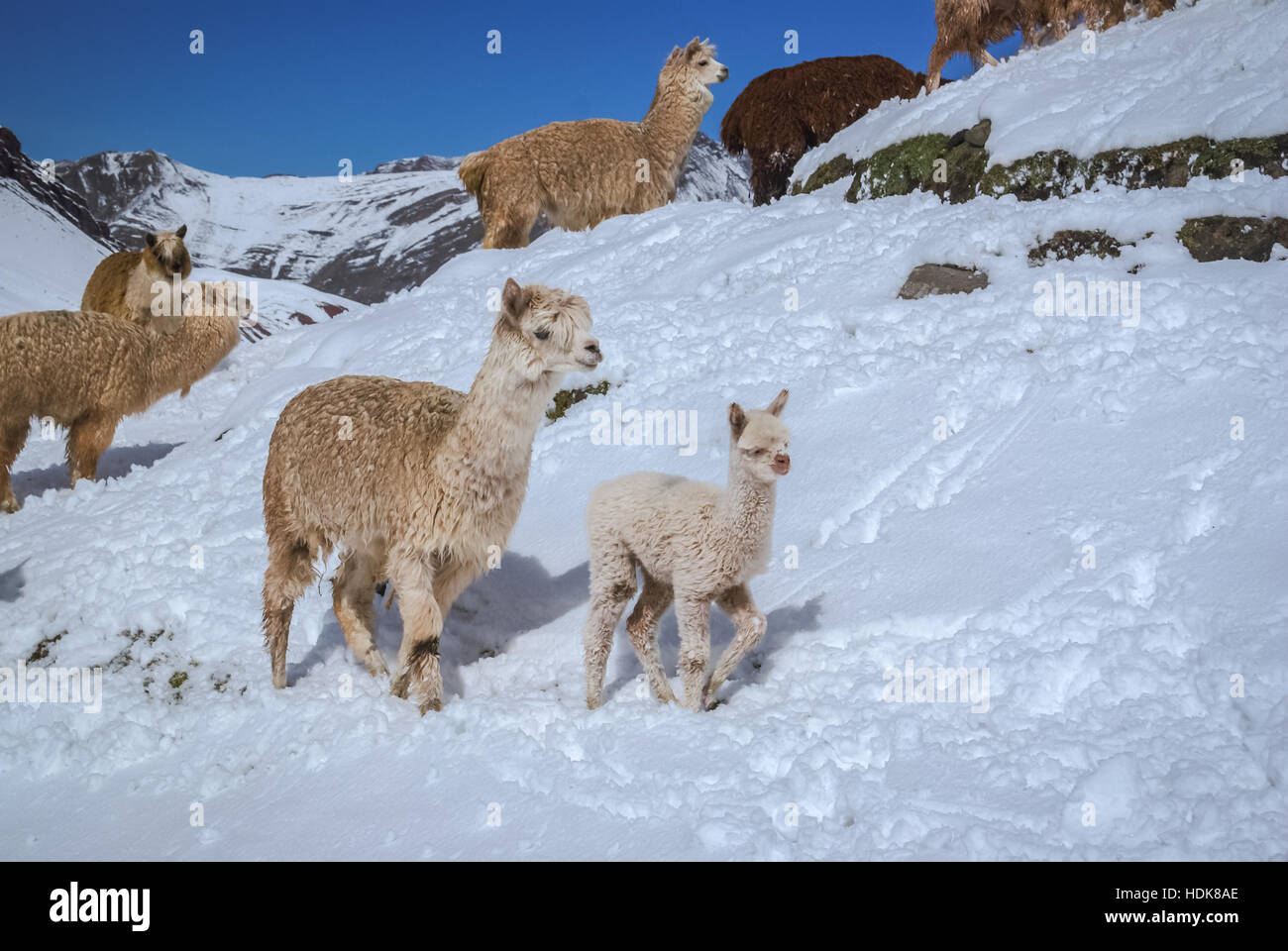 Photo of old and young wild llama in countryside covered in snow in ...