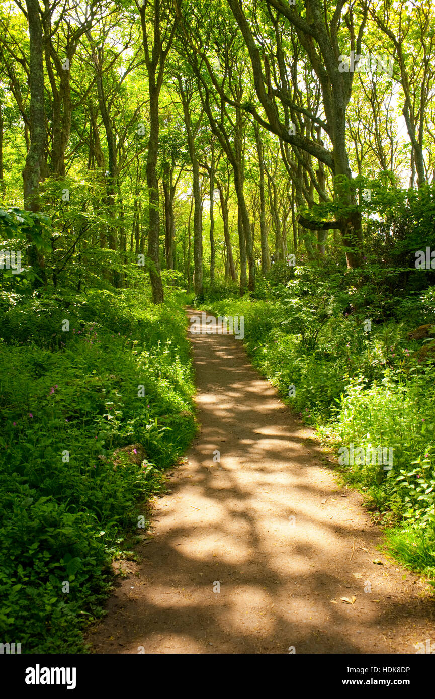 Path through woodland in spring Stock Photo - Alamy Path through woodland in spring Stock Photo - Alamy