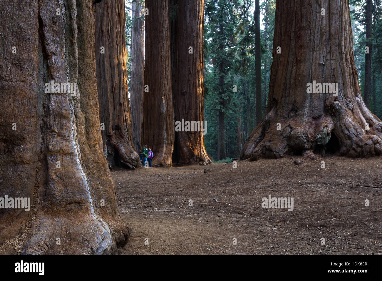 Children And Sequoia Trees High Resolution Stock Photography and Images ...