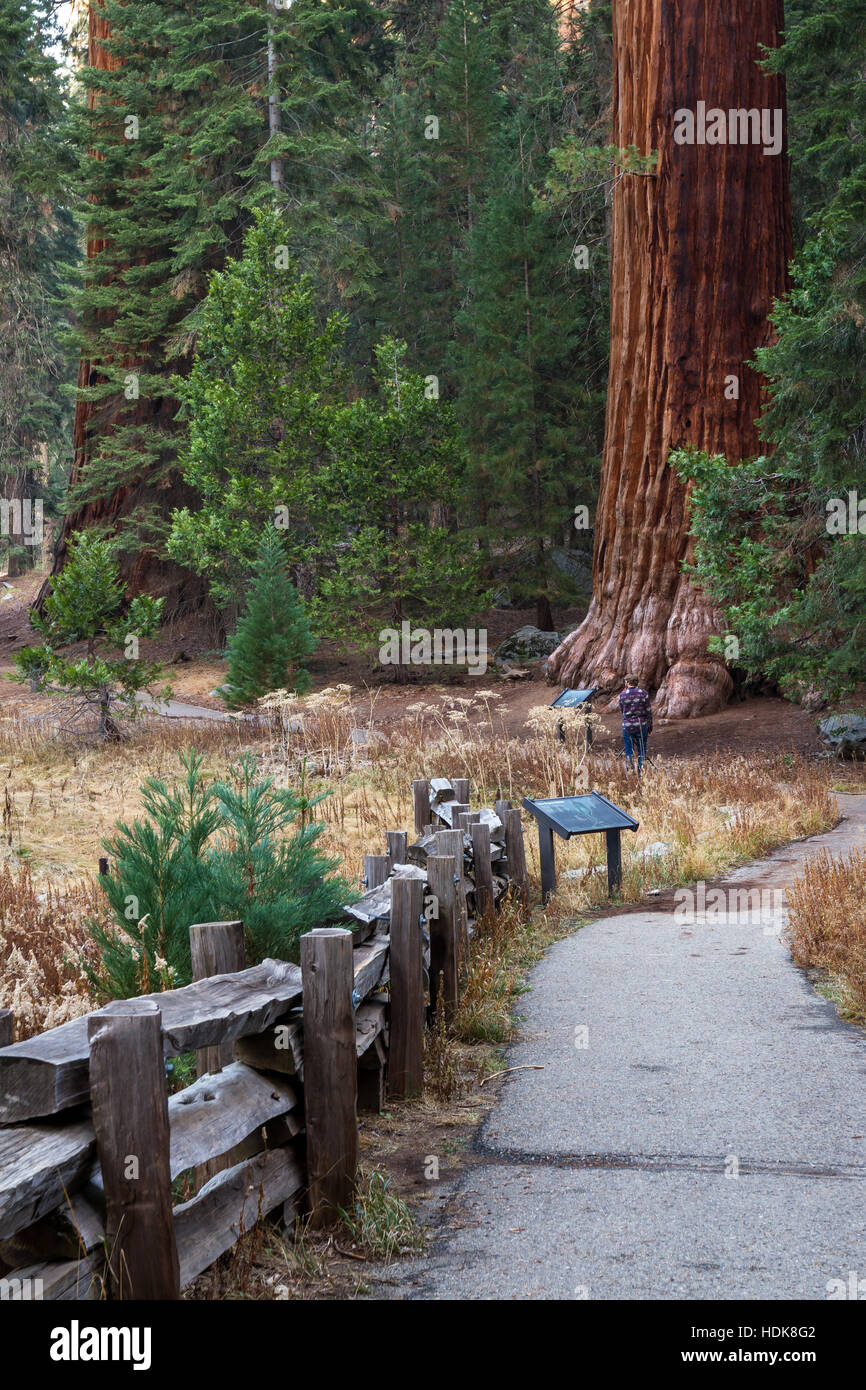 Big trees loop trail hi-res stock photography and images - Alamy