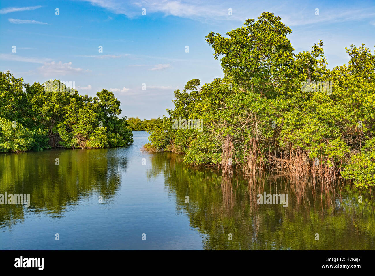 Mangroves eco tourism ecotourism ecology ecological florida hi-res ...