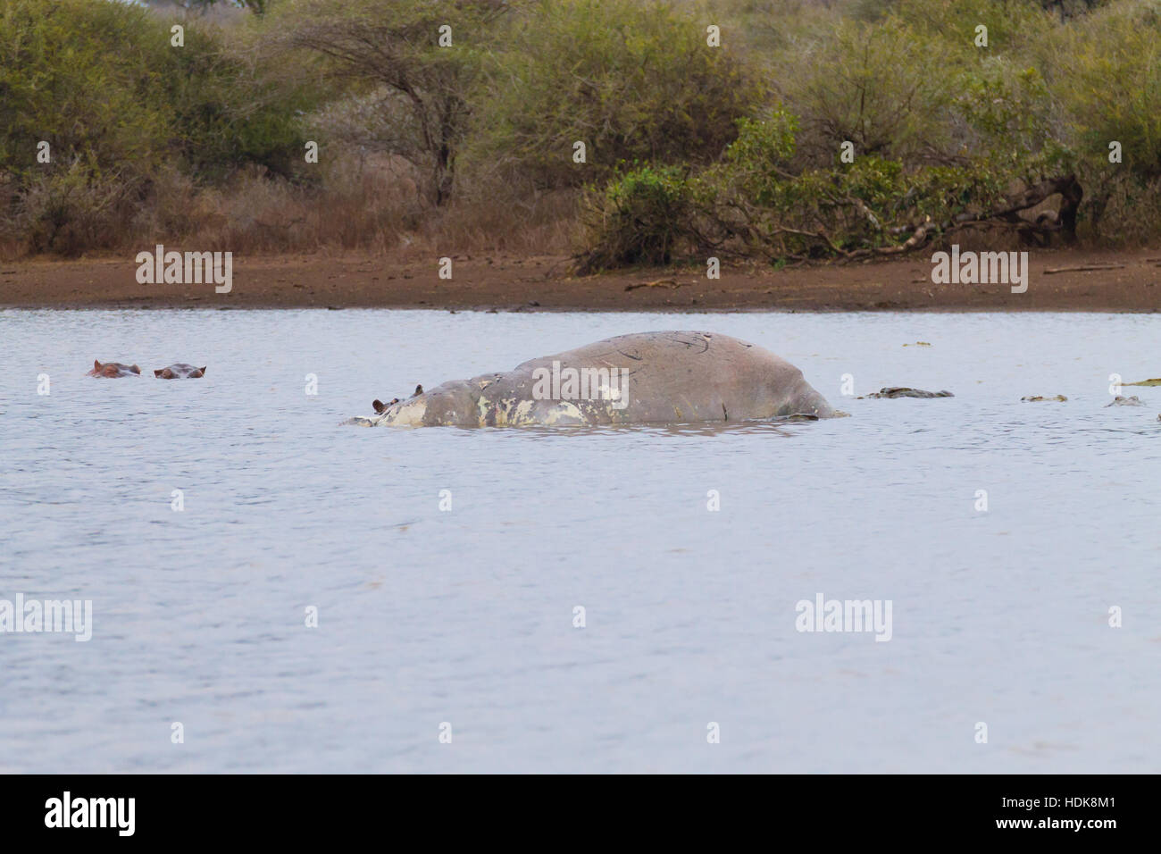 Dead hippo on Kruger National park waterhole. Safari and wildlife ...