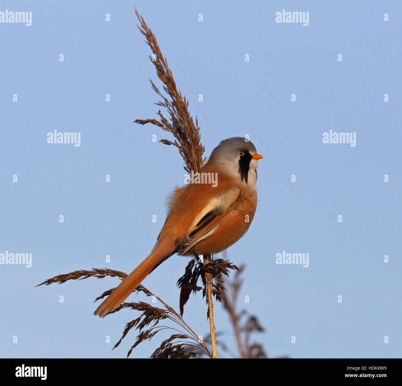 Bearded reedling, Bearded tit, Panurus biarmicus, sitting on reed stem ...