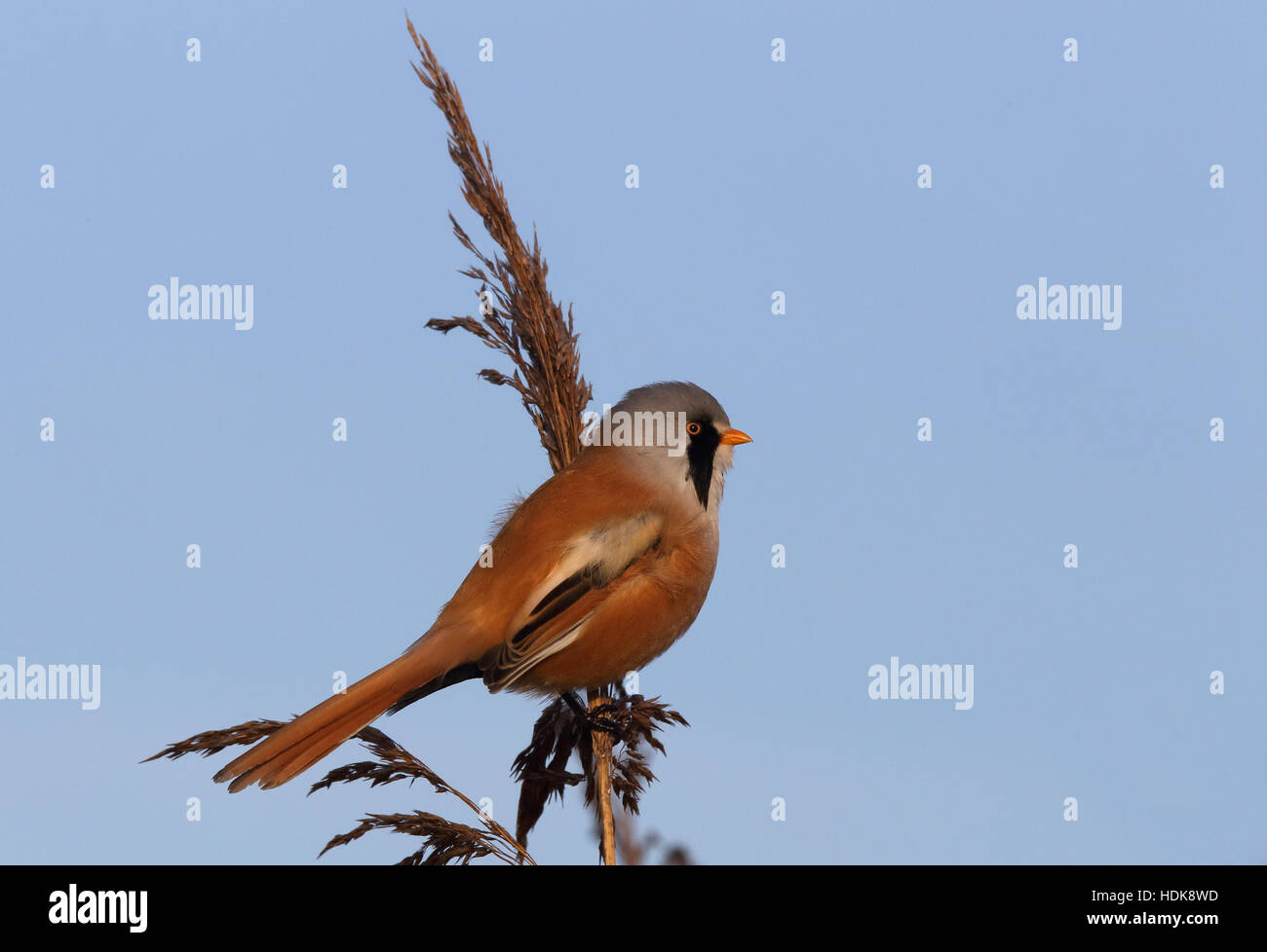 Bearded reedling, Bearded tit, Panurus biarmicus, sitting on reed stem ...