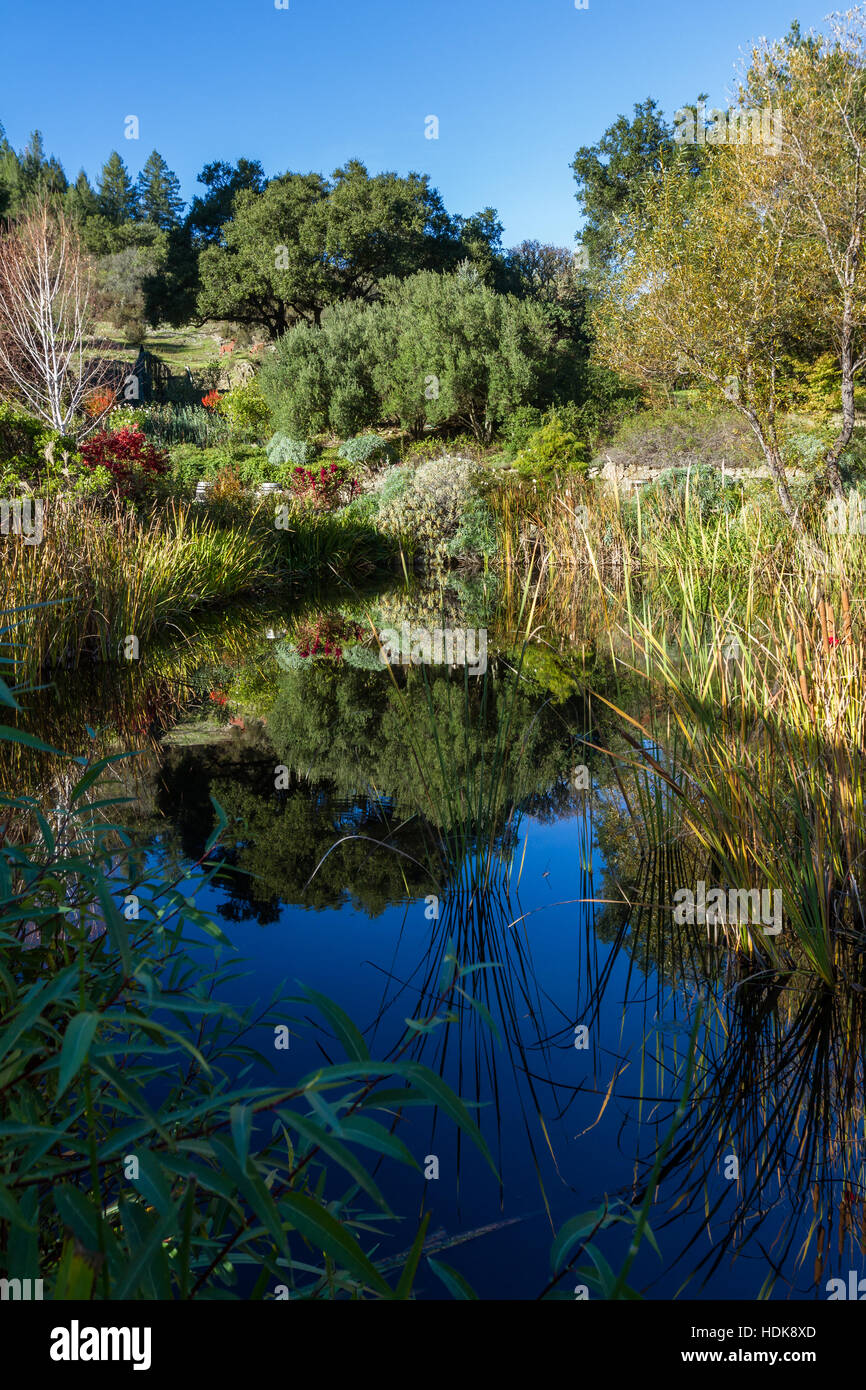 peaceful reflection on a small pond with blue skies and autumn ...