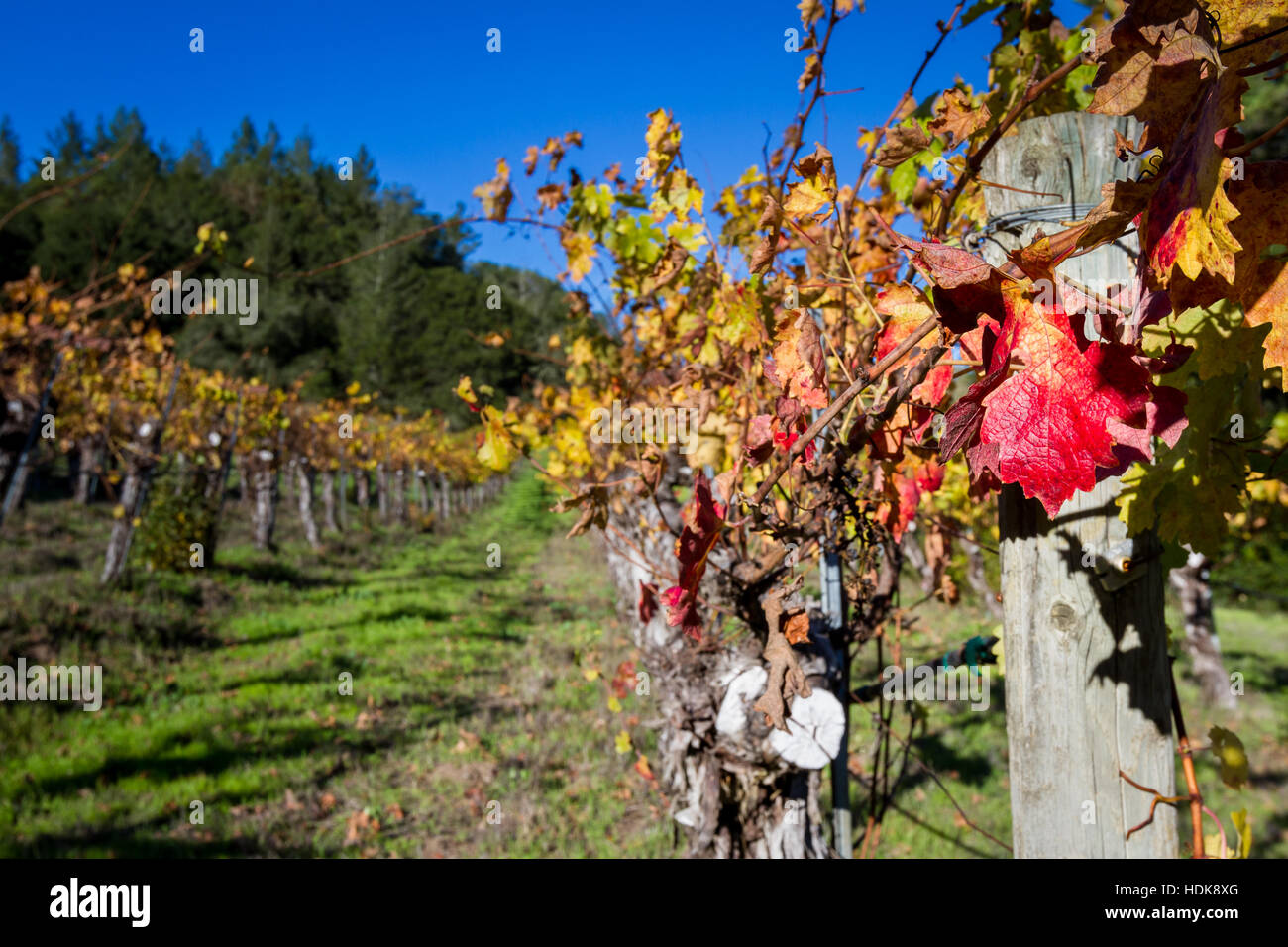 beautiful autumn scene with grape leaves changing colors on the vines ...