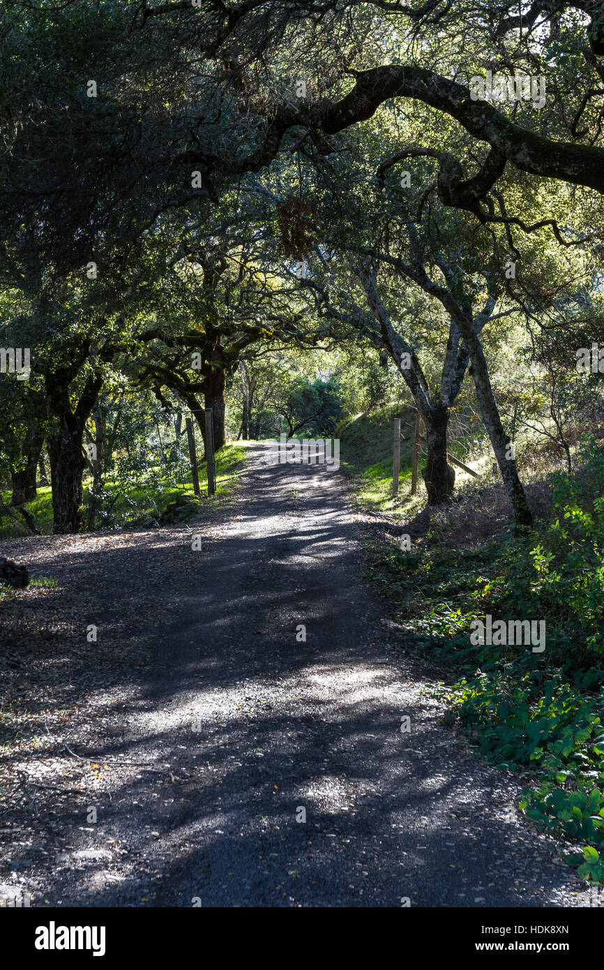 unpaved road thru a grove of oak trees in California Stock Photo - Alamy