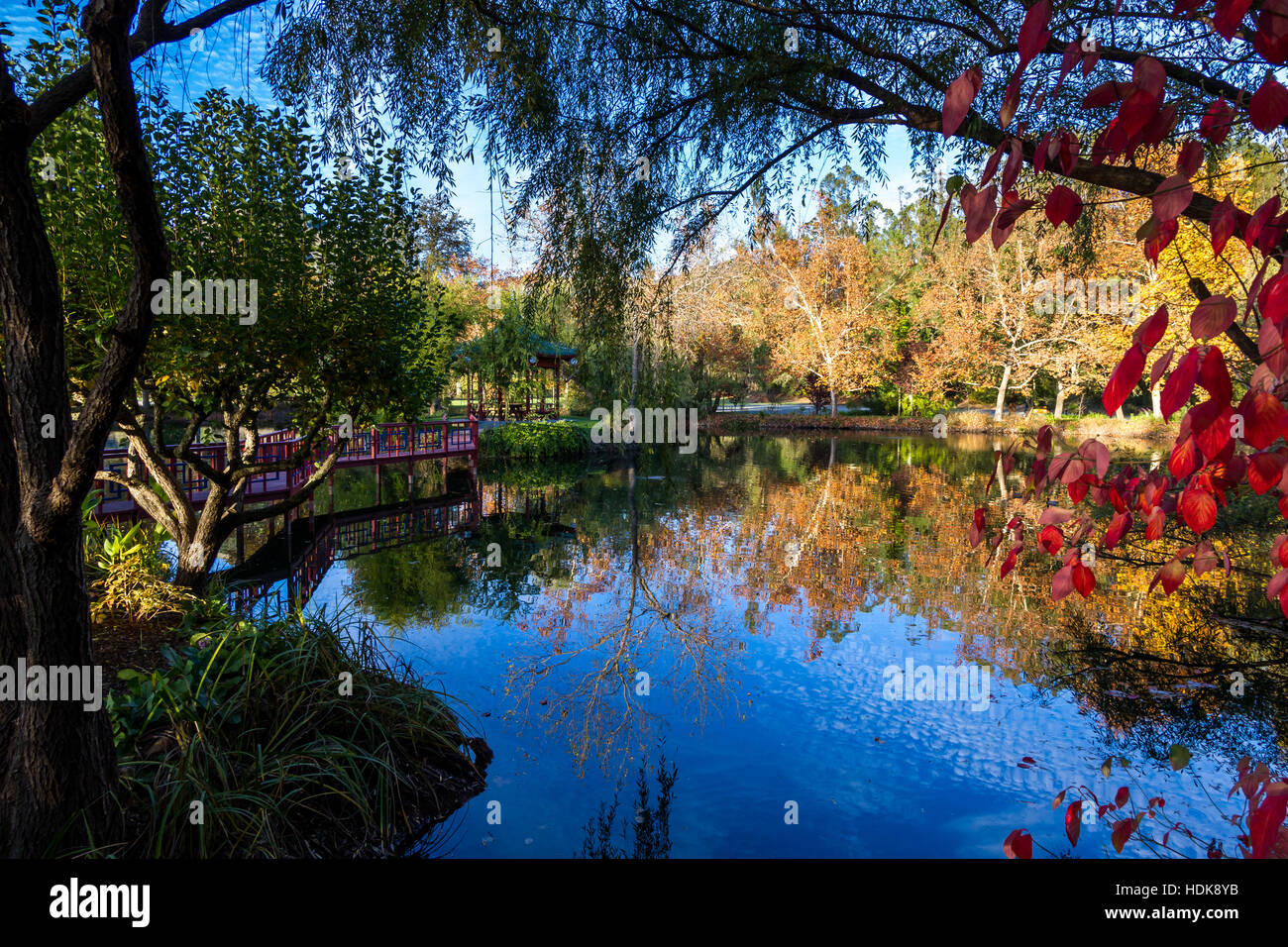 calming autumn scene with a peaceful pond and leaves in a variety of ...