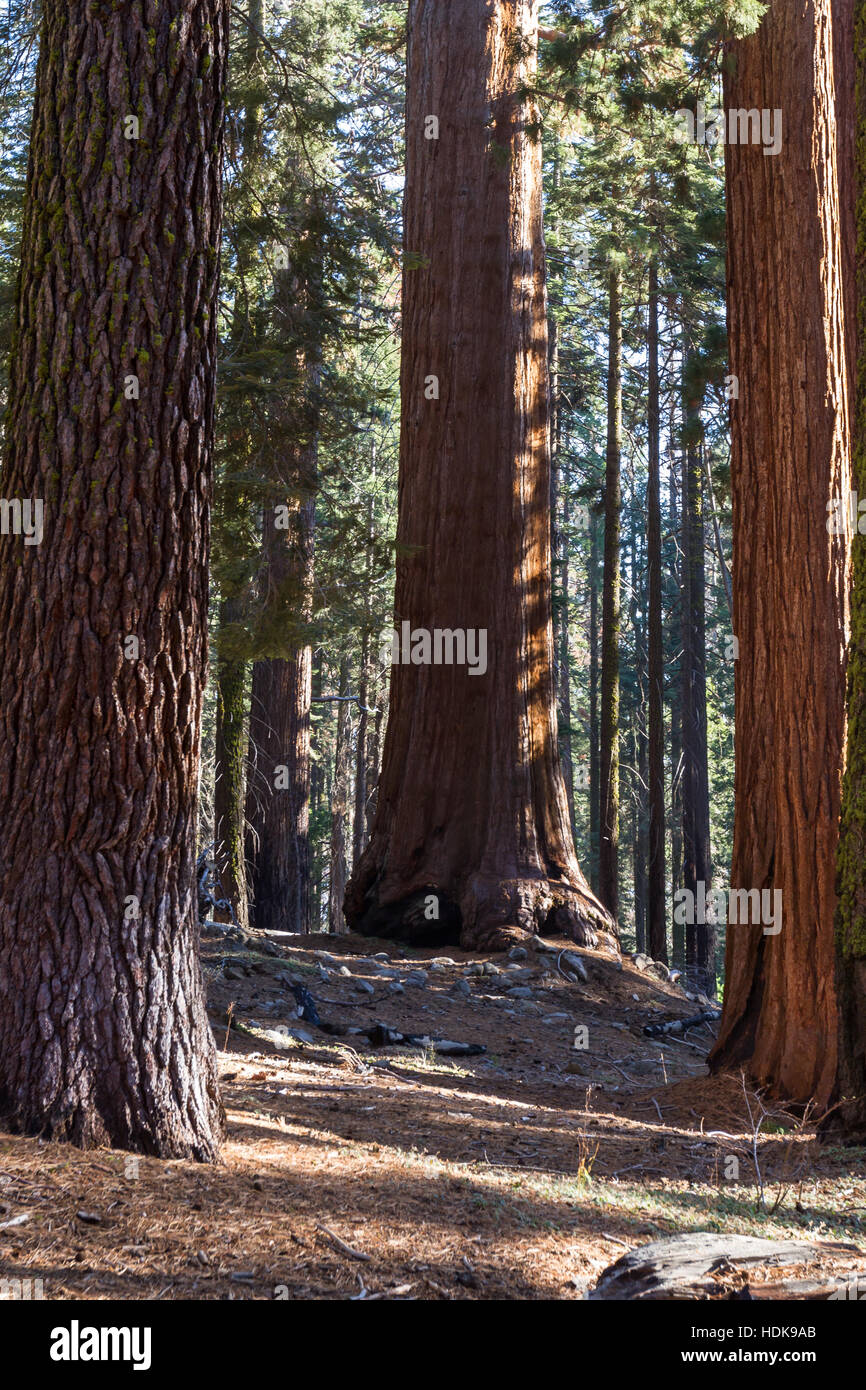 Beautiful giant sequoia trees with a beautiful almost orange bark ...