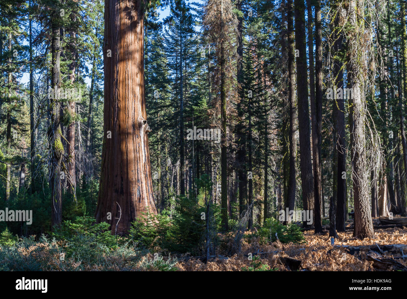Beautiful giant sequoia trees with a beautiful almost orange bark ...
