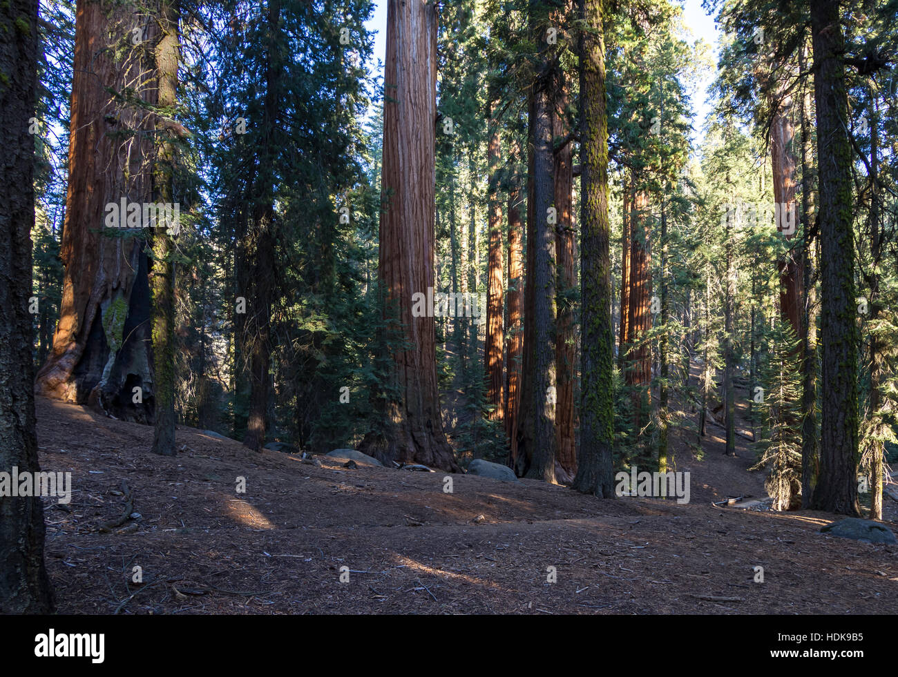 Beautiful giant sequoia trees with a beautiful almost orange bark ...