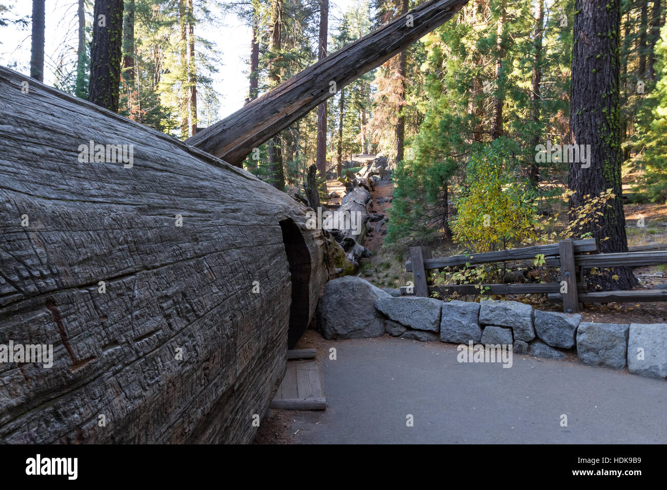large fallen sequoia with a tunnel cut as a walkway and handicap access ...