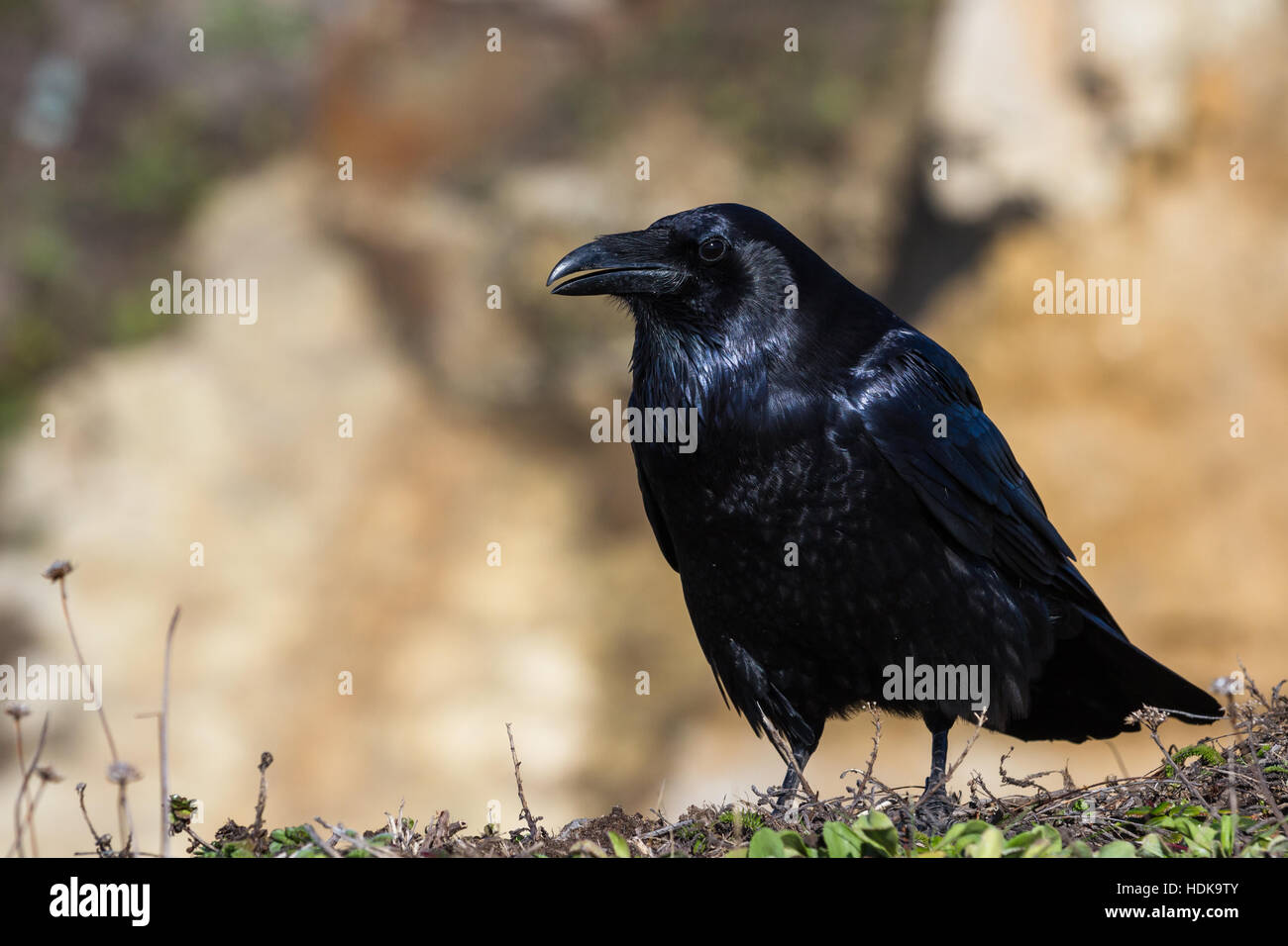 close up of a crow with black shinny feathers with a bright cliff in ...
