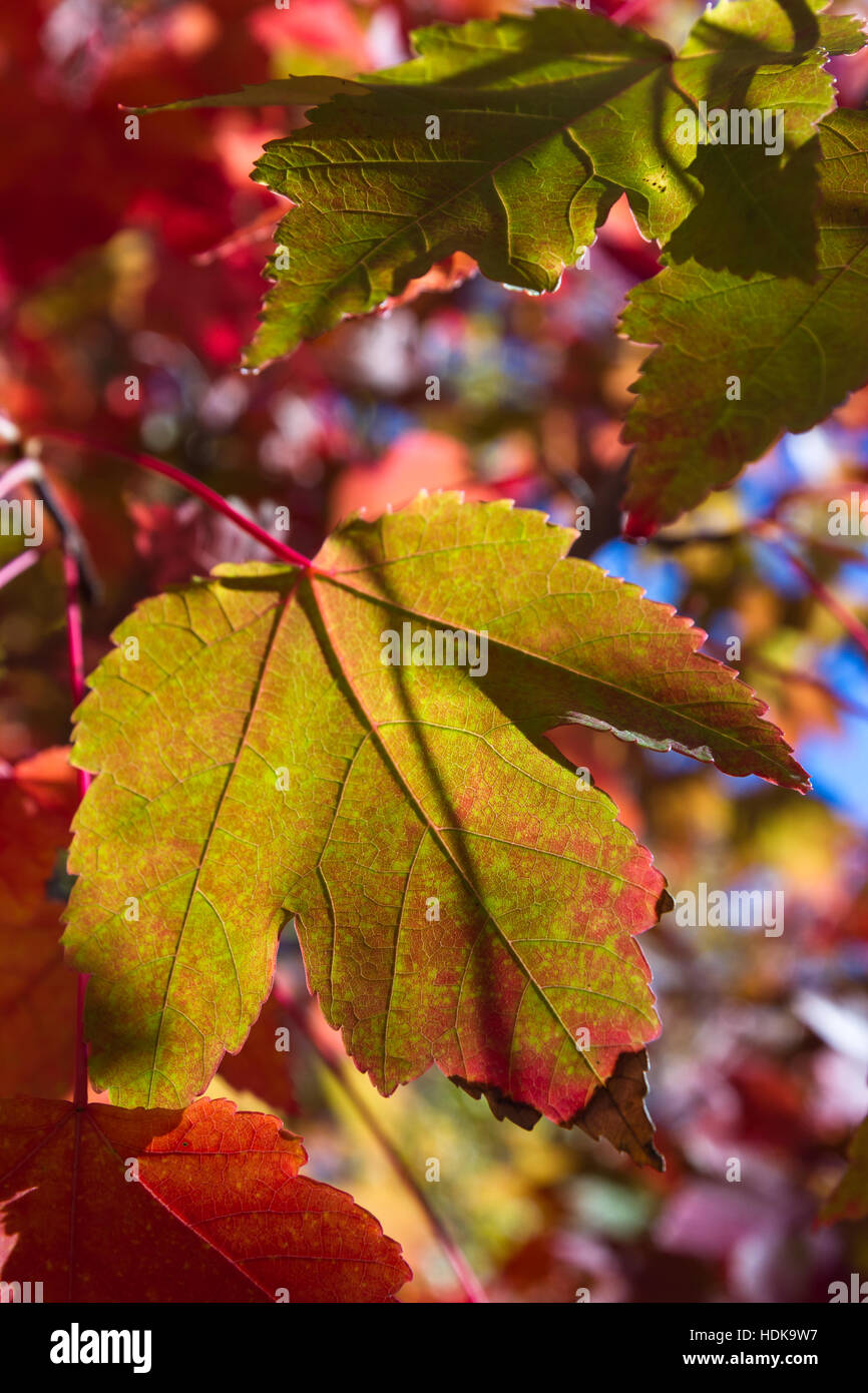 beautiful color changing grape leaves at a vineyard in California ...