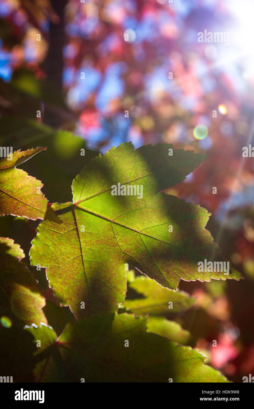 beautiful color changing grape leaves at a vineyard in California ...