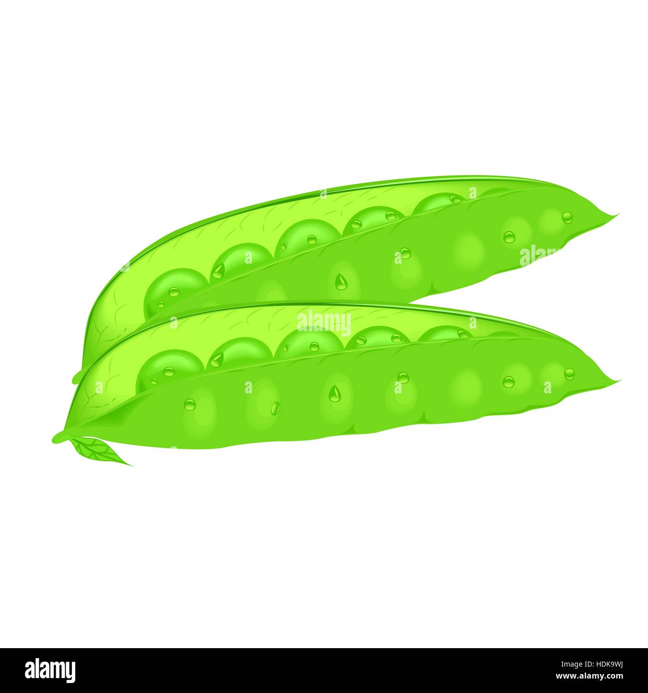 Pods of green peas with drops of water isolated vector illustration ...