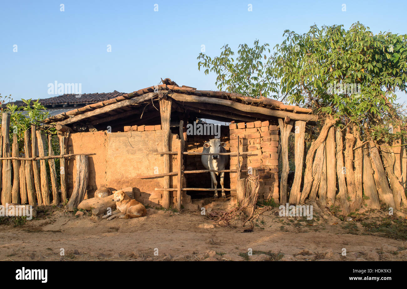 Cow shed india hi-res stock photography and images - Alamy