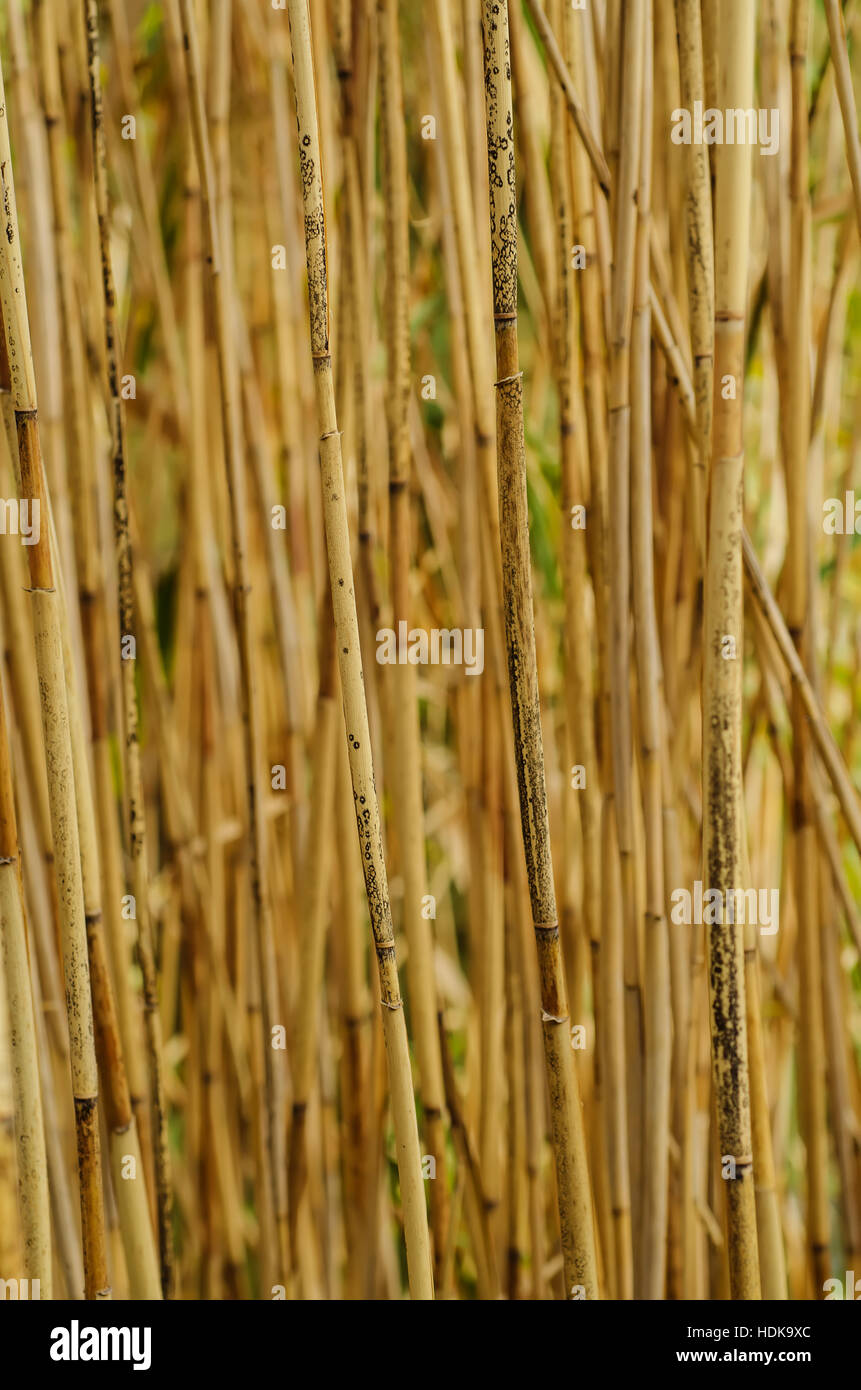 Dry reed background Stock Photo - Alamy